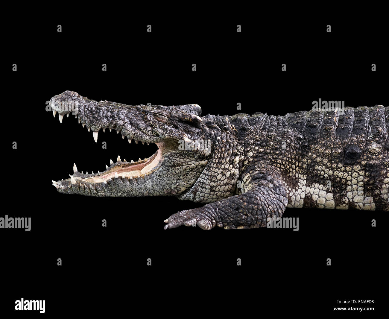 Gustave Crocodile Primeval