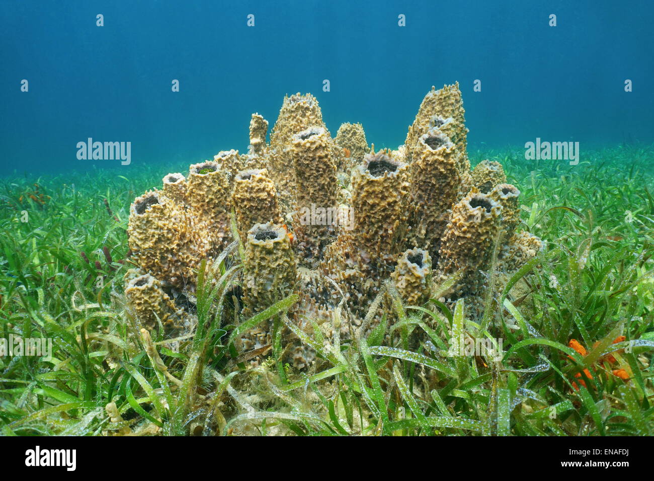 Underwater life, sea sponge Xestospongia spp. on seabed of the ...