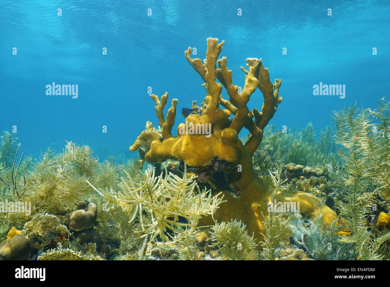 Underwater seascape, seabed with corals in the Caribbean sea Stock ...