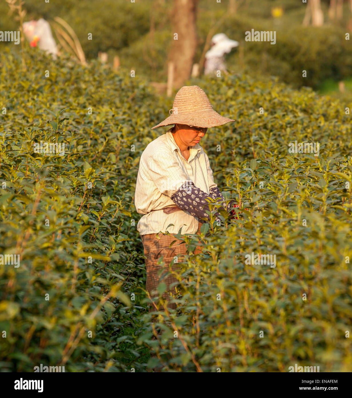 Longjing tea picking Stock Photo - Alamy
