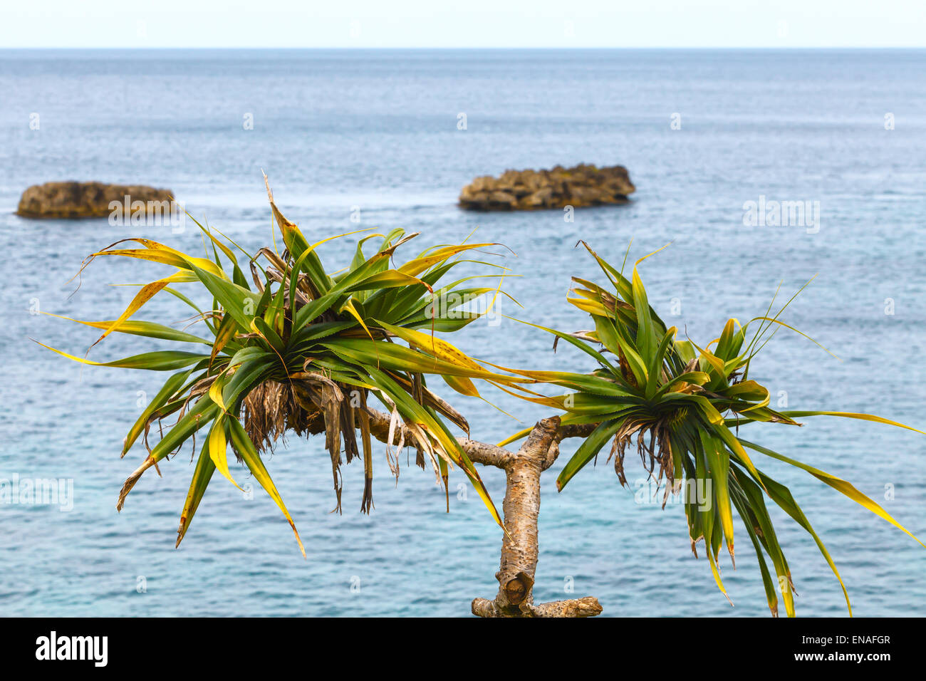 Small palm tree on blue tropical see, Philippines Boracay island Stock ...
