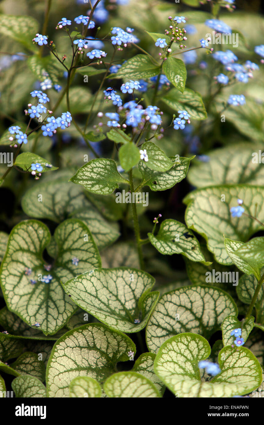 Siberian bugloss Brunnera macrophylla 'Jack Frost' Stock Photo - Alamy