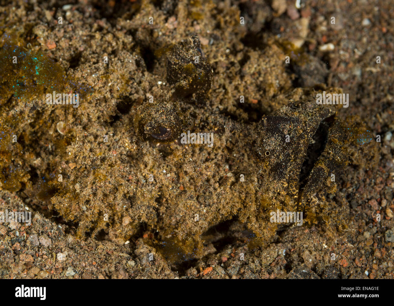 Common stargazer hidden in plain sight Stock Photo - Alamy