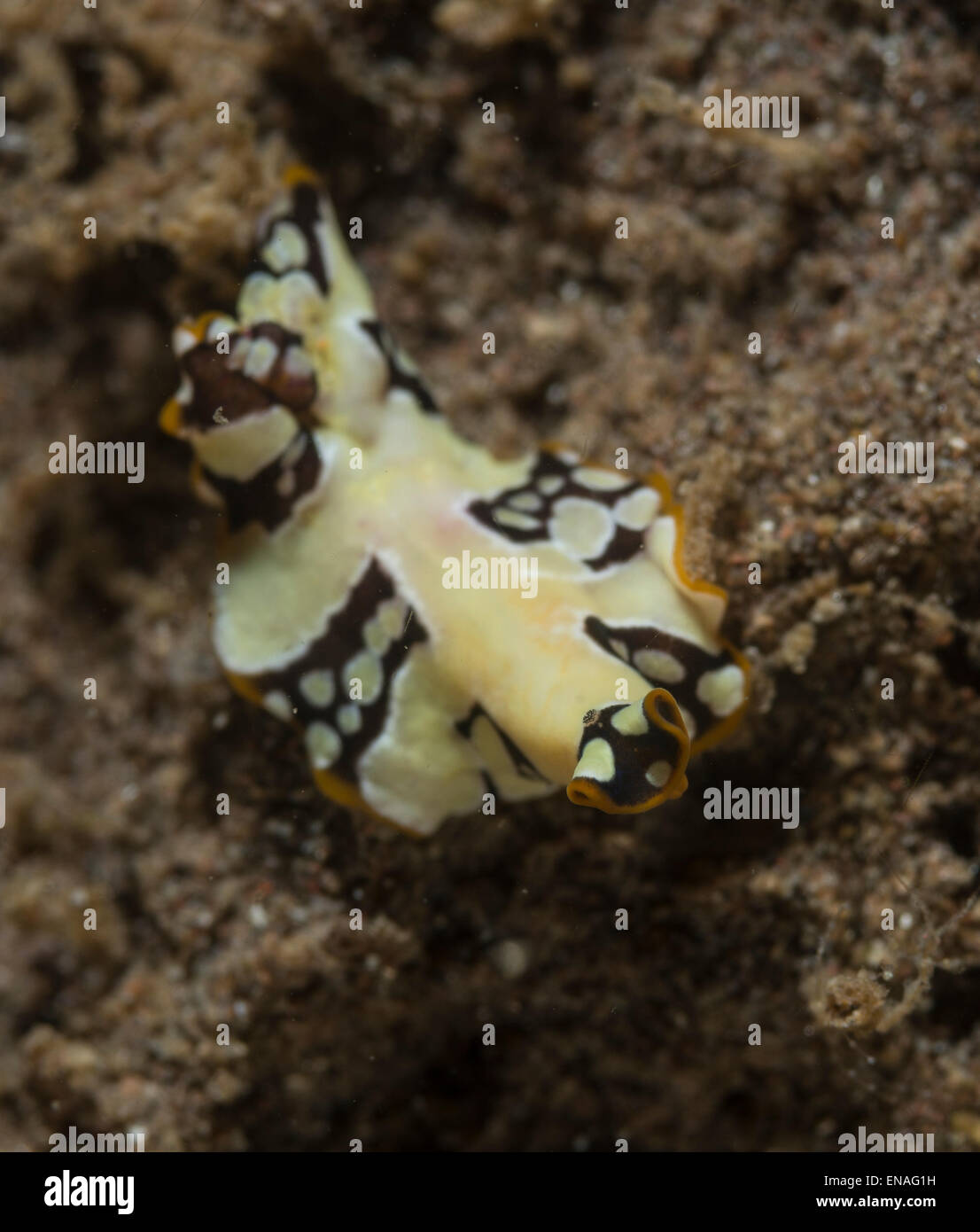 Flatworm Not Islc High Resolution Stock Photography and Images - Alamy