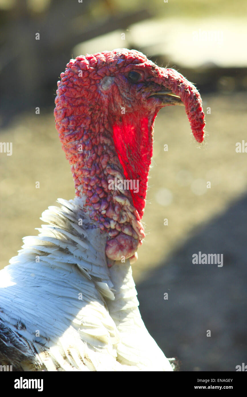 Turkey's red head close-up with suspended nose Stock Photo - Alamy
