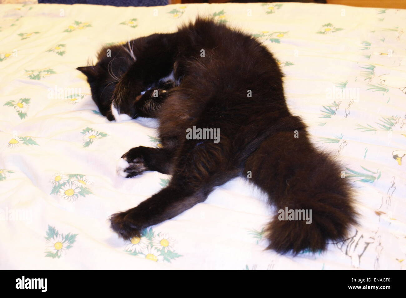 black cat lying prone on the white bed Stock Photo - Alamy