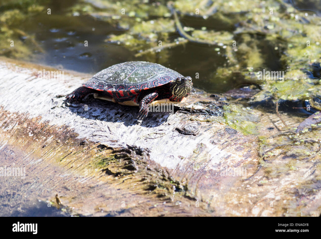 Painted turtle on log hi-res stock photography and images - Alamy