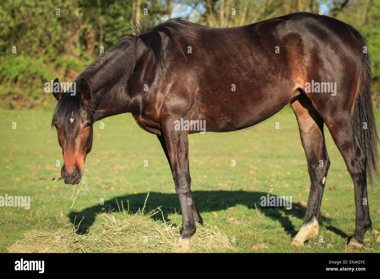 Thoroughbred horse in field hi-res stock photography and images - Alamy