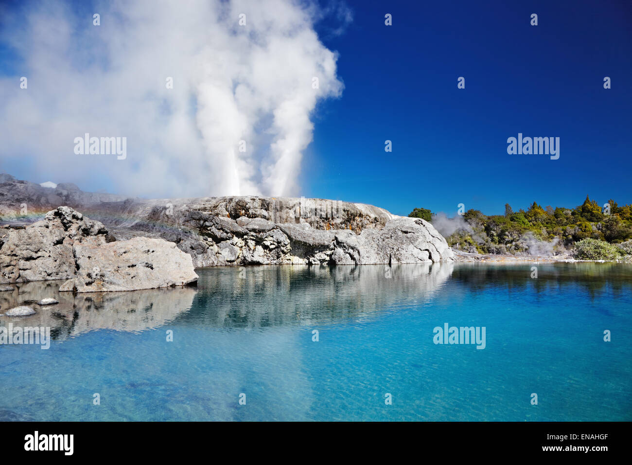 Pohutu Geyser, Whakarewarewa Thermal Valley, Rotorua, New Zealand Stock ...