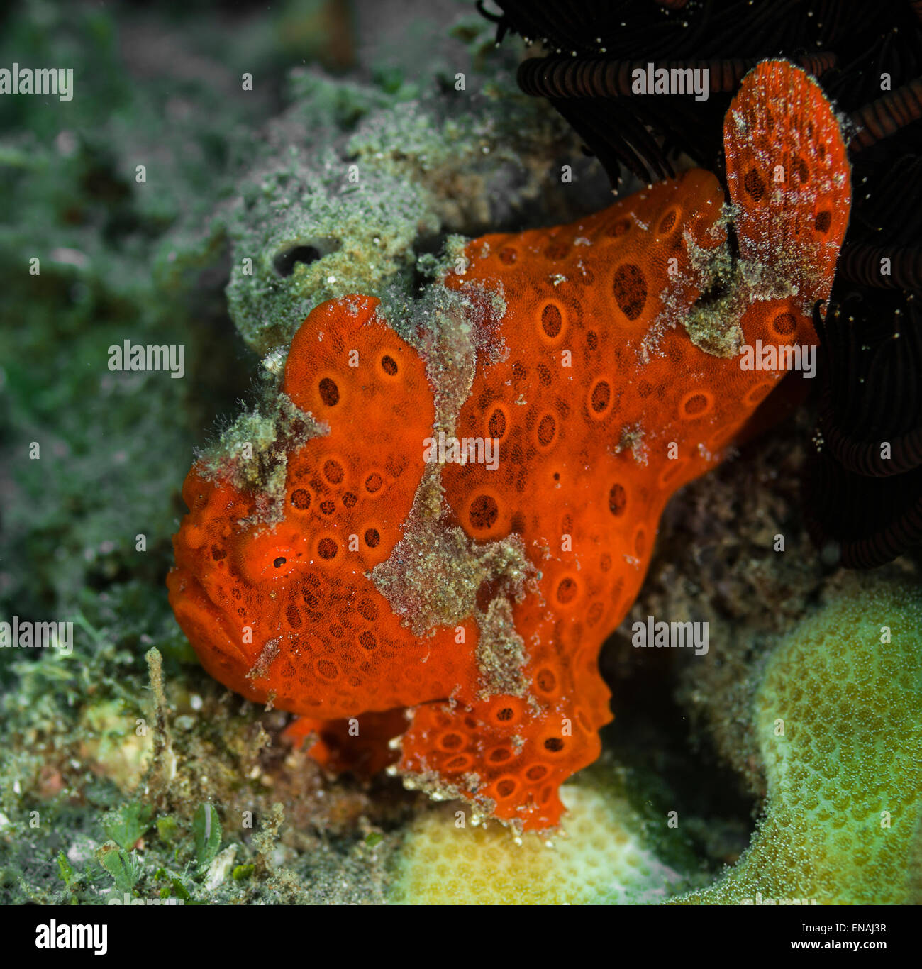 Baby frogfish hi-res stock photography and images - Alamy
