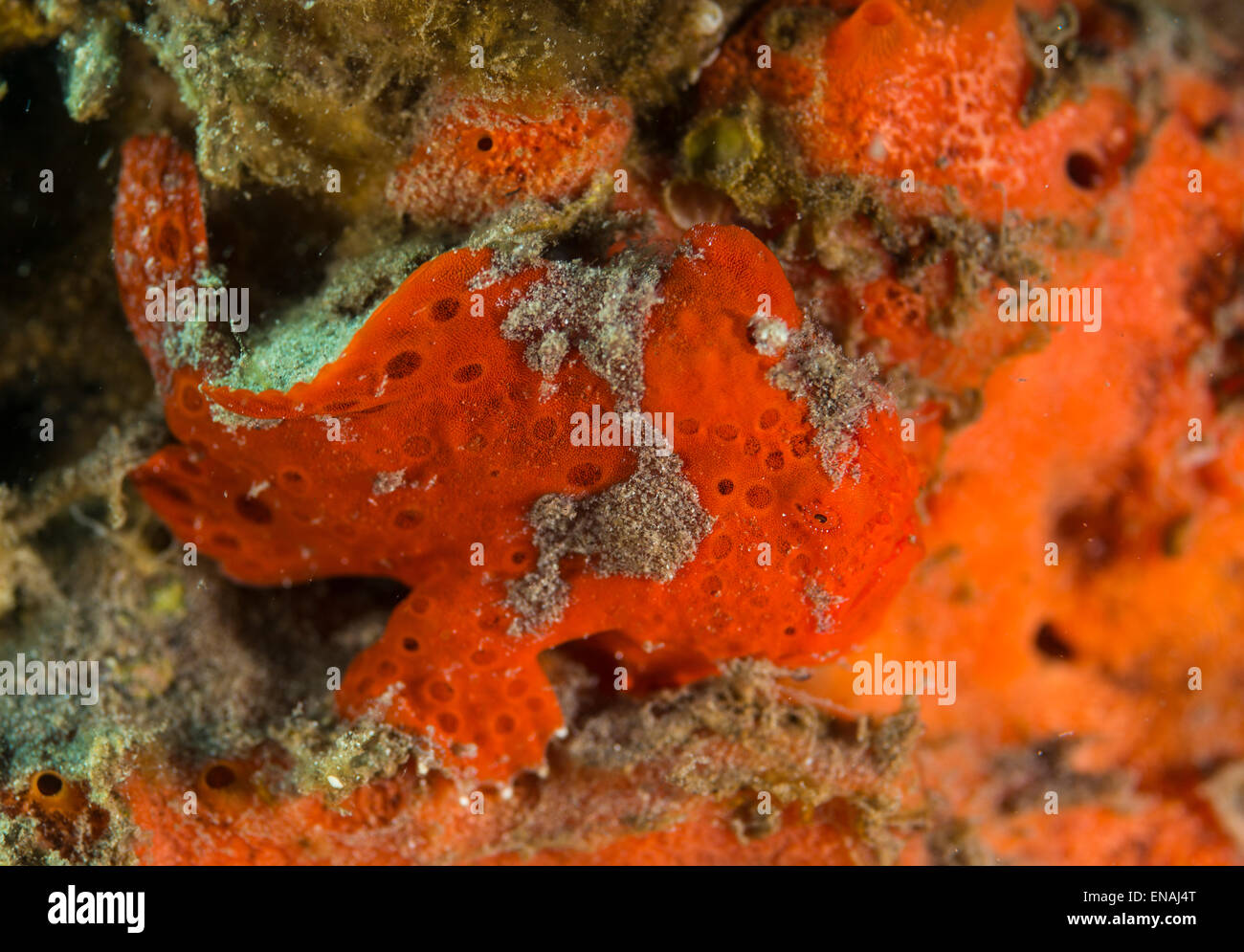 Orange baby frogfish on a coral Stock Photo - Alamy