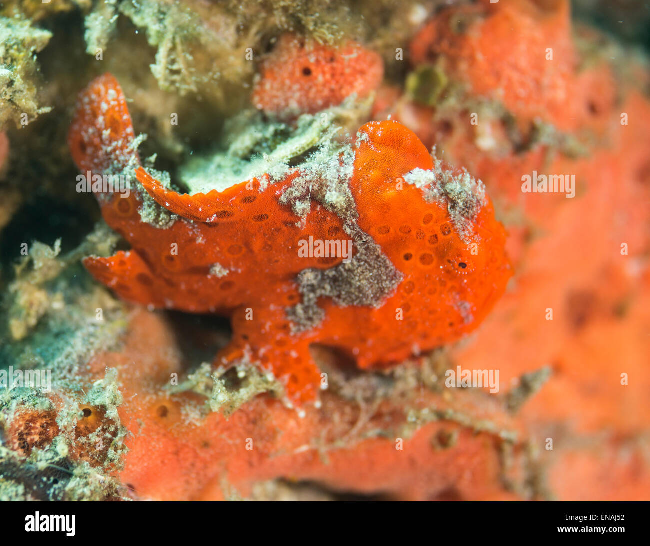 Orange baby frogfish on a coral Stock Photo - Alamy