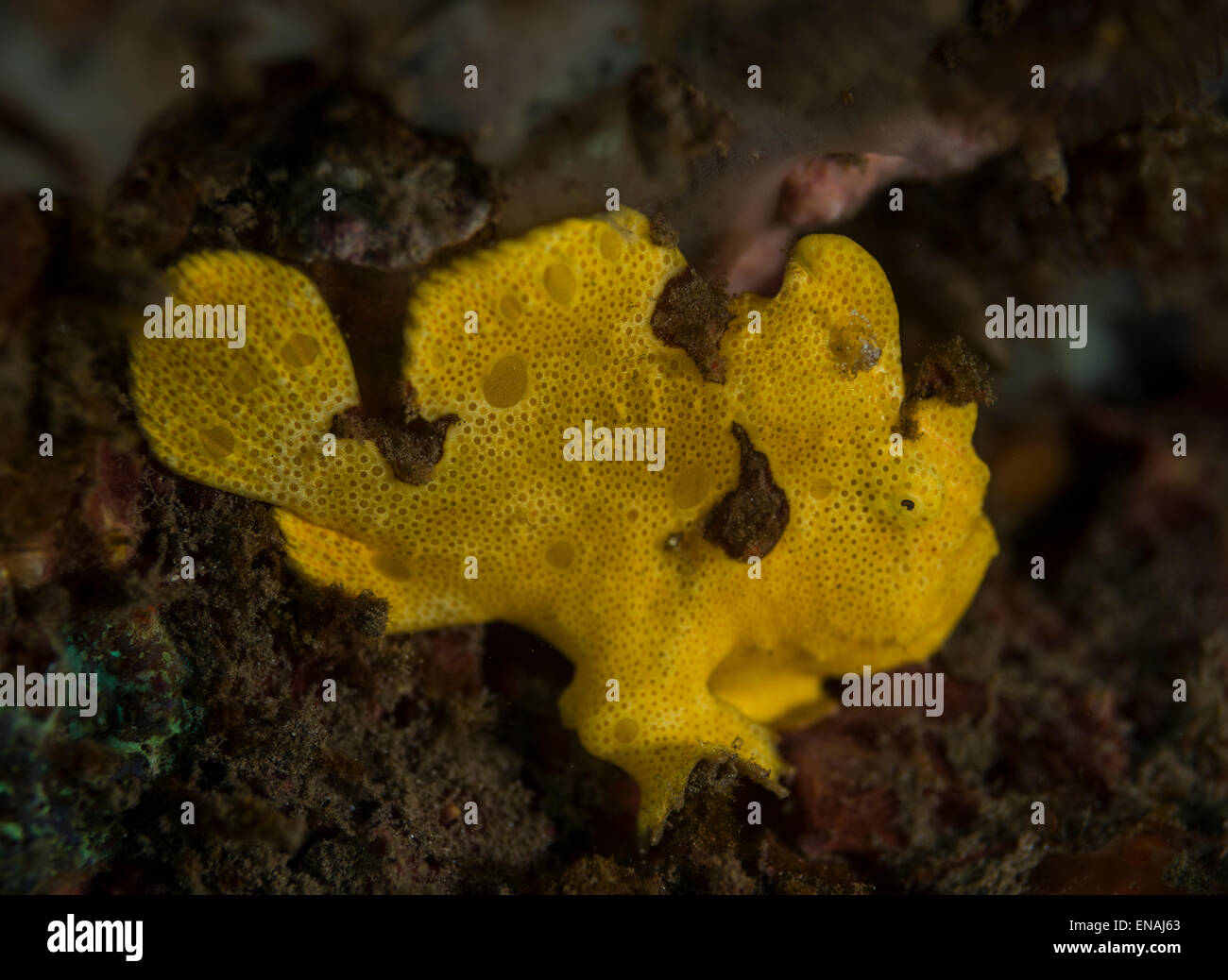 Yellow frogfish hi-res stock photography and images - Alamy