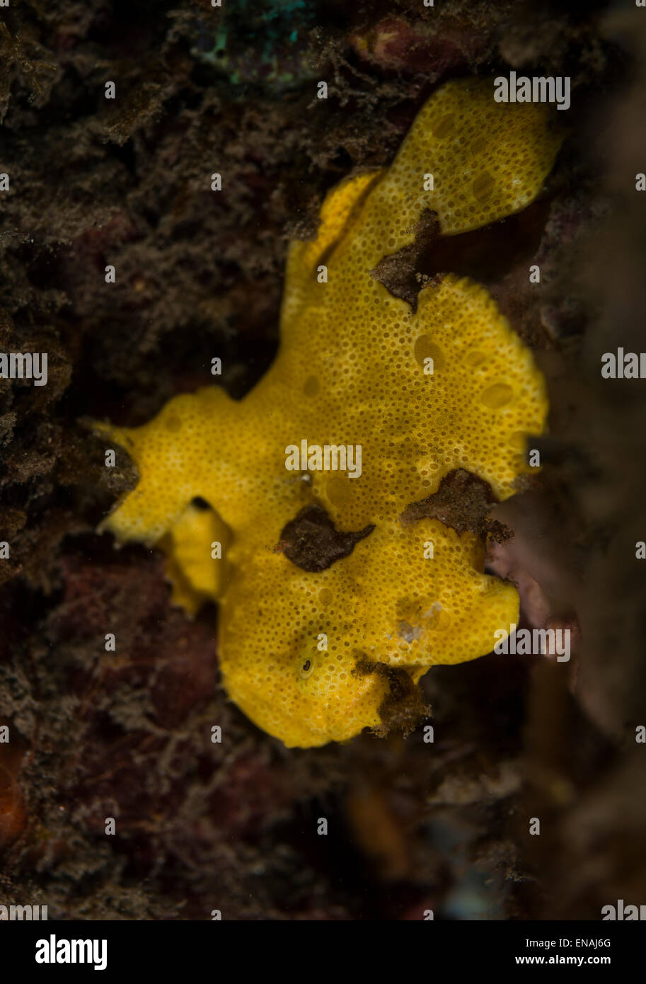 Yellow painted frogfish on a coral Stock Photo - Alamy