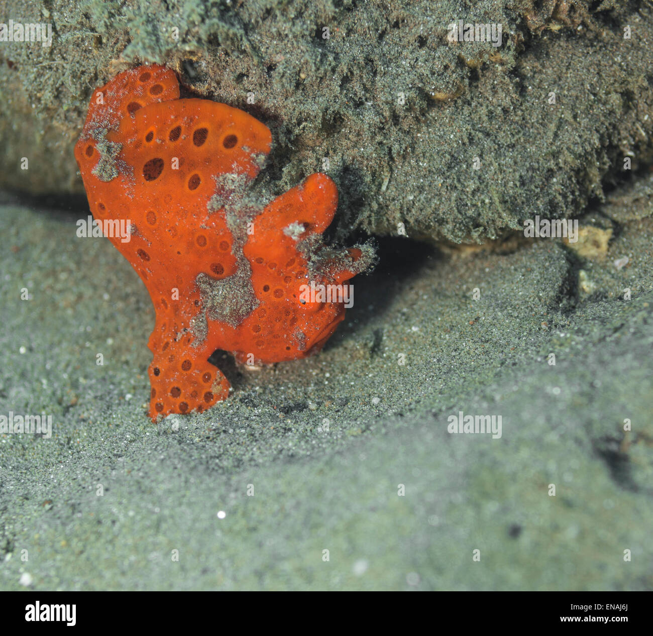 Baby frogfish hi-res stock photography and images - Alamy