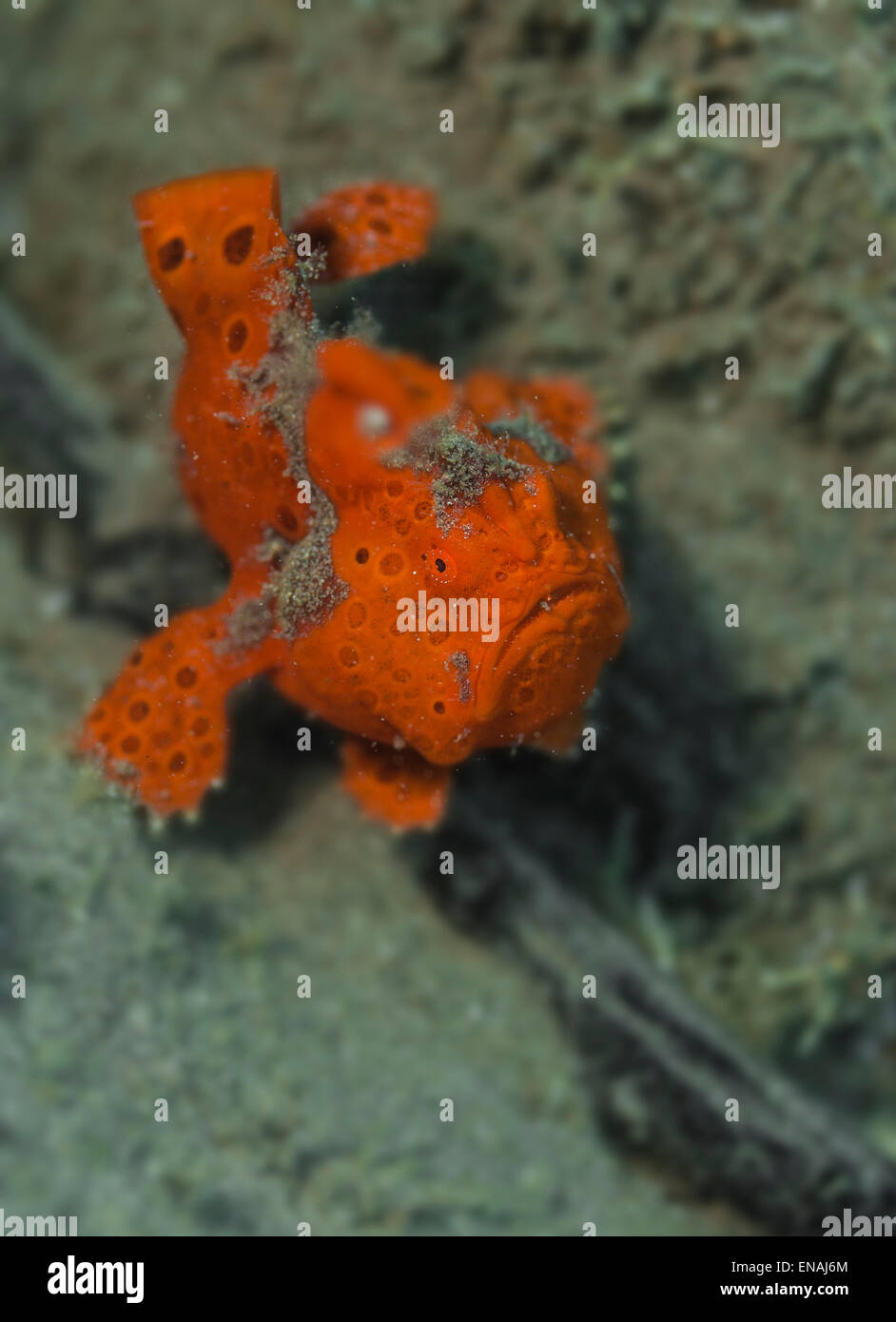 Orange baby frogfish on the ocean floor Stock Photo - Alamy