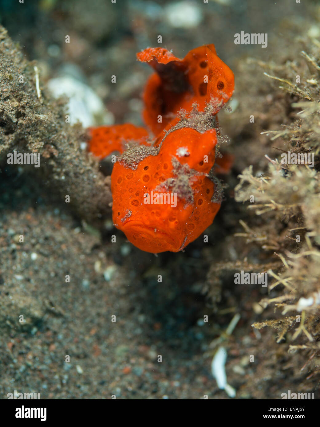 Orange baby frogfish on the ocean floor Stock Photo - Alamy