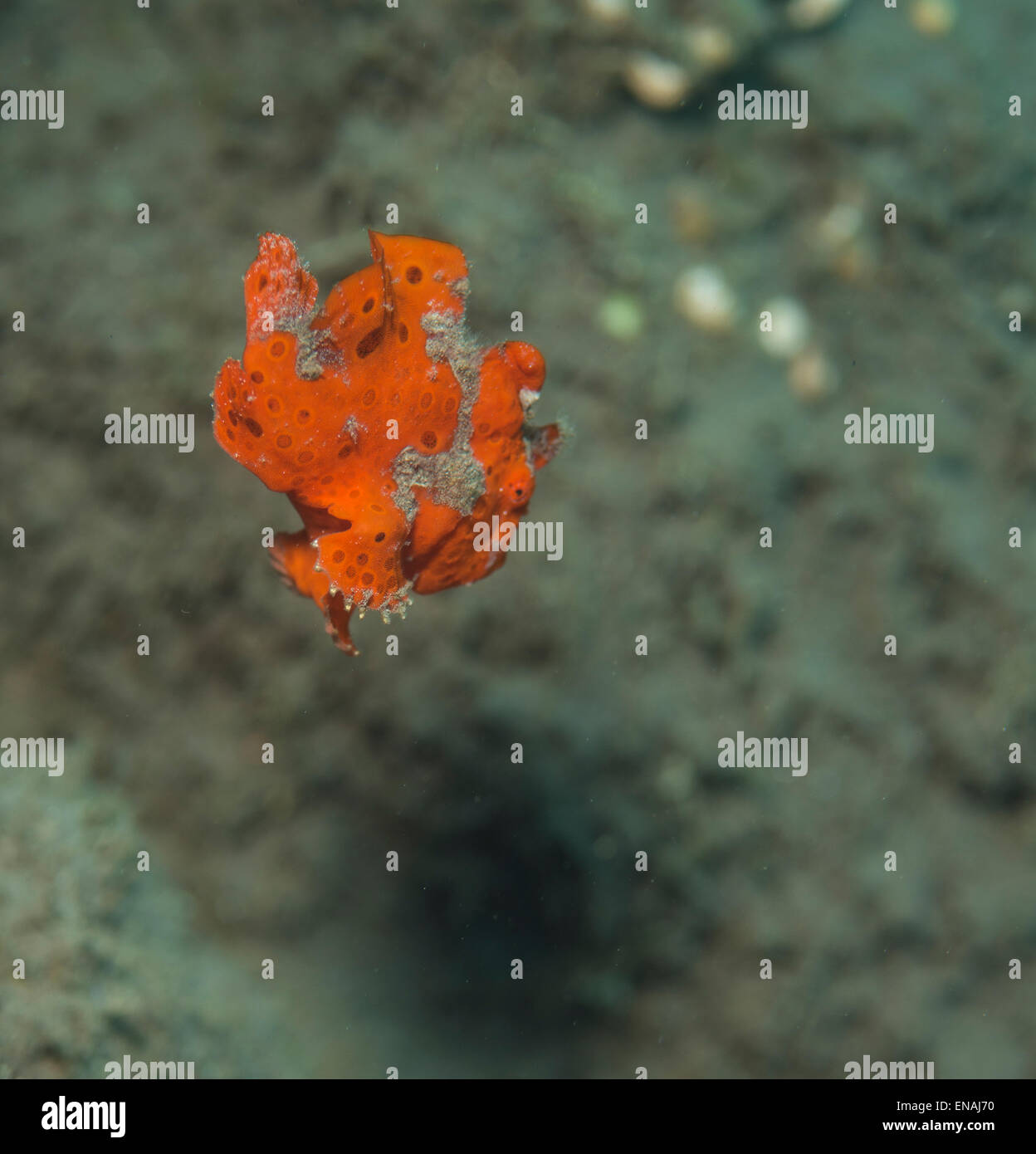 Orange Frogfish High Resolution Stock Photography and Images - Alamy