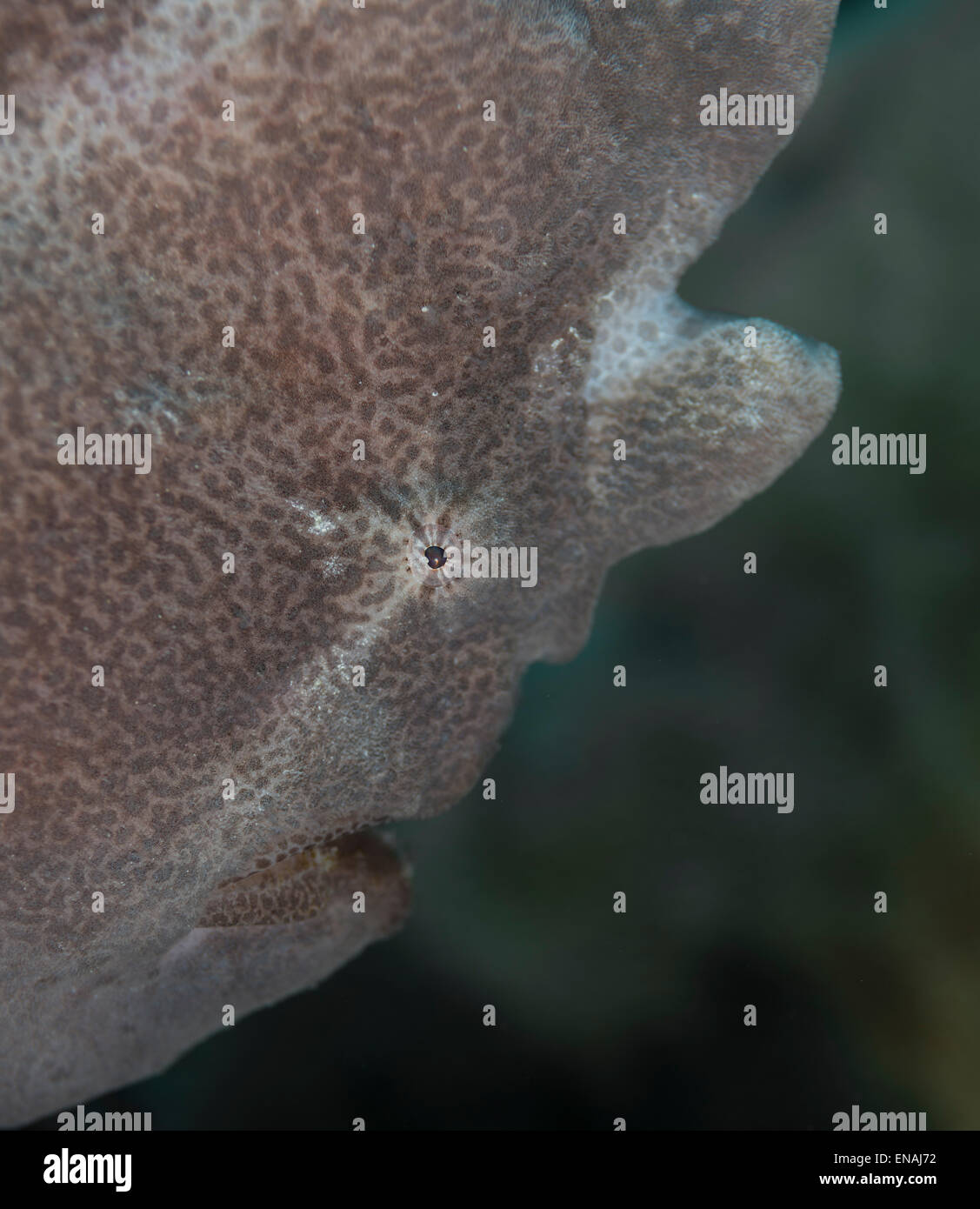 Purple giant frogfish sitting on a coral waiting for prey to swim by ...