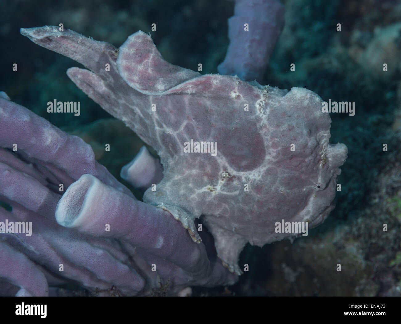 Purple giant frogfish sitting on a coral waiting for prey to swim by ...