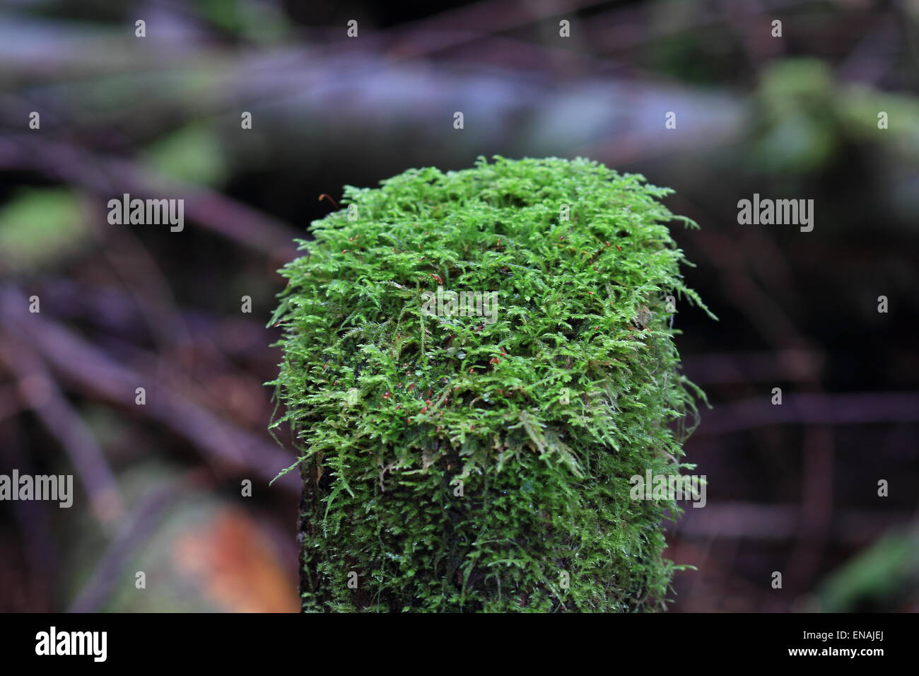 Mossy rotting tree stump hi-res stock photography and images - Alamy