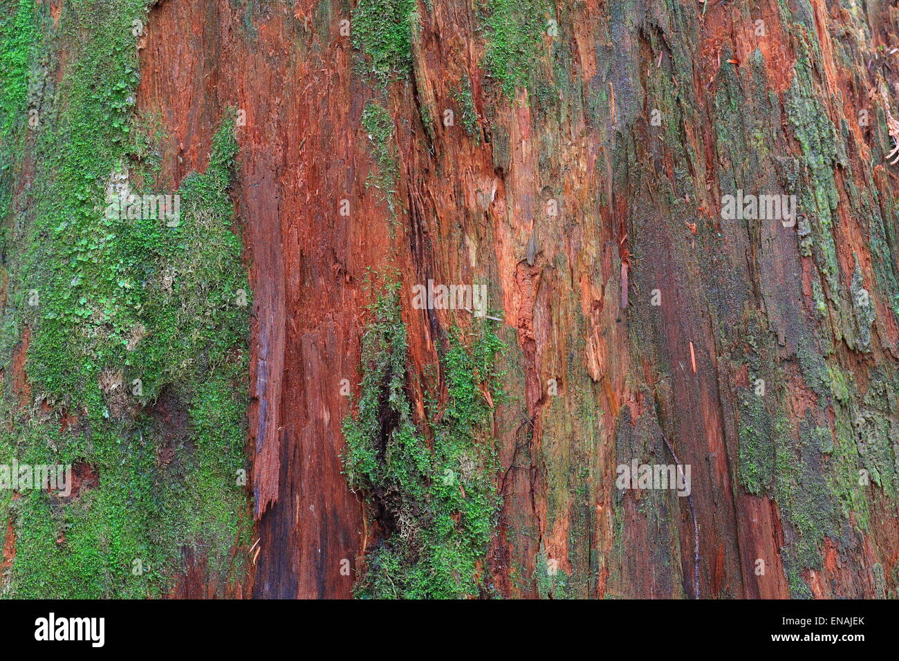 Moss life cycle hi-res stock photography and images - Alamy