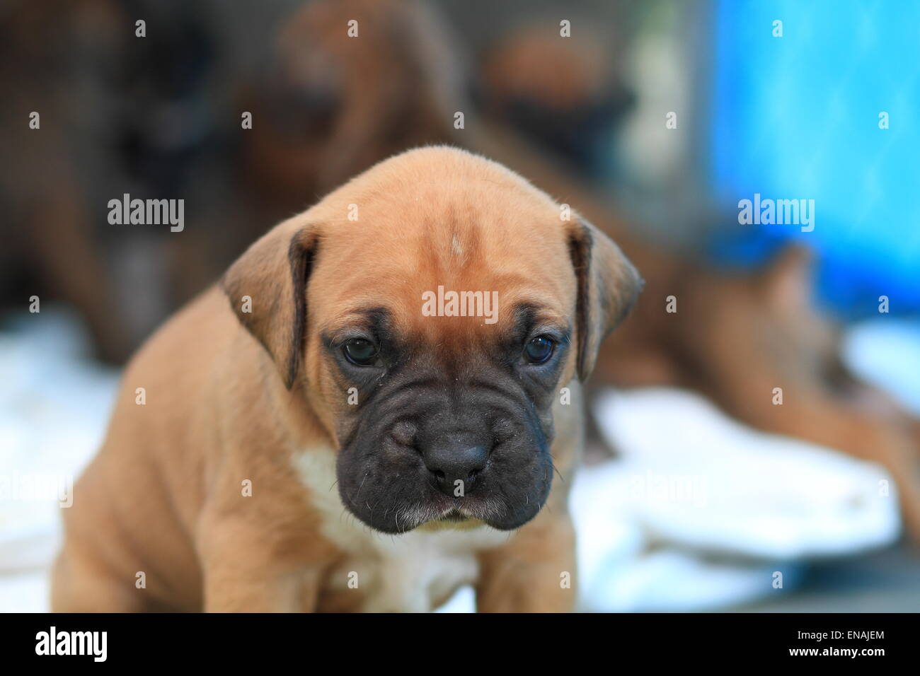Cute Boxer Puppy Stock Photo - Alamy