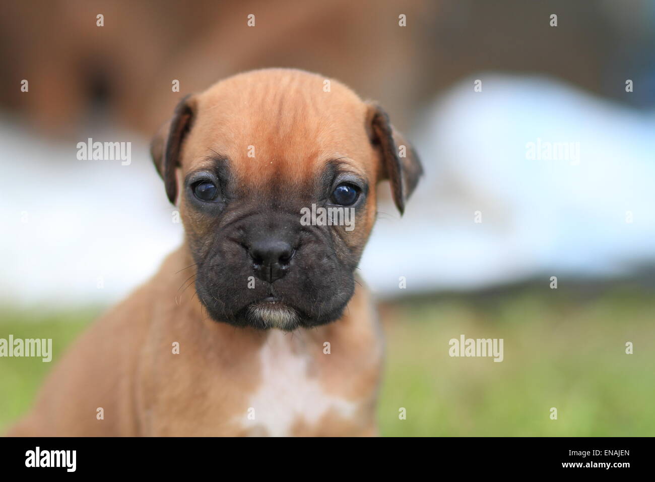 Cute Boxer Puppy Stock Photo - Alamy