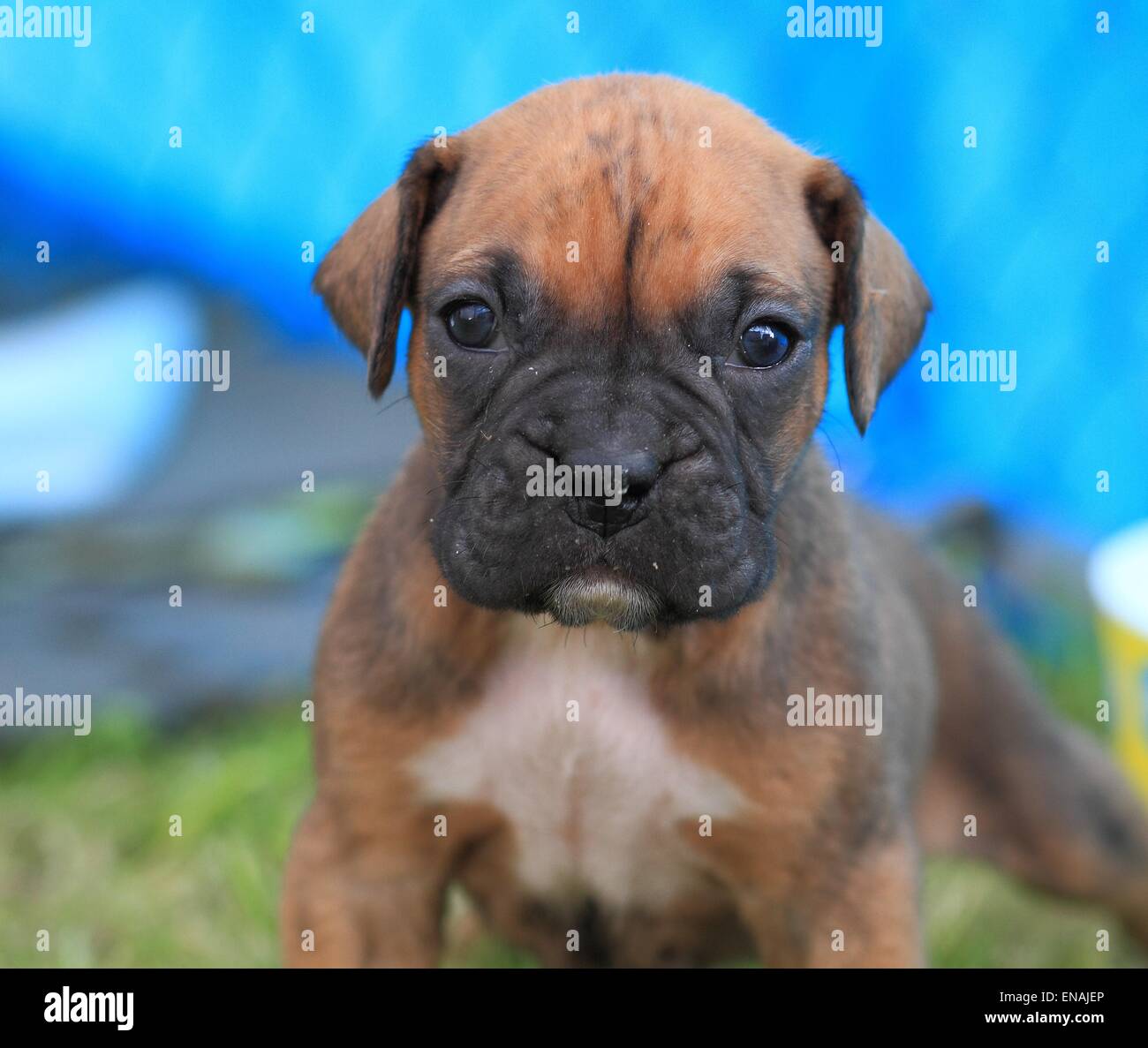 Cute Boxer Puppy Stock Photo - Alamy