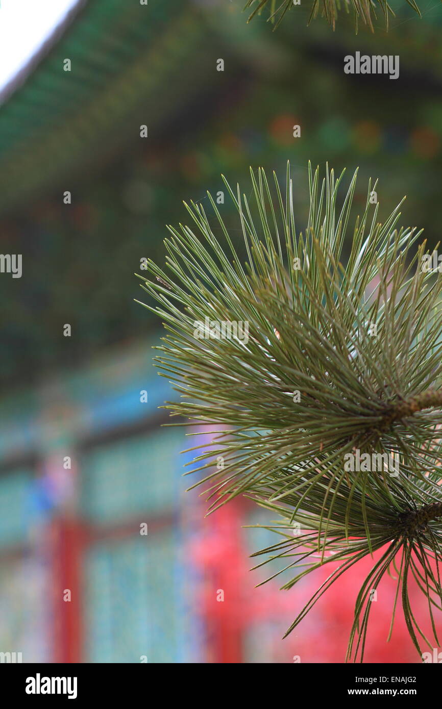 Temple textures hi-res stock photography and images - Alamy