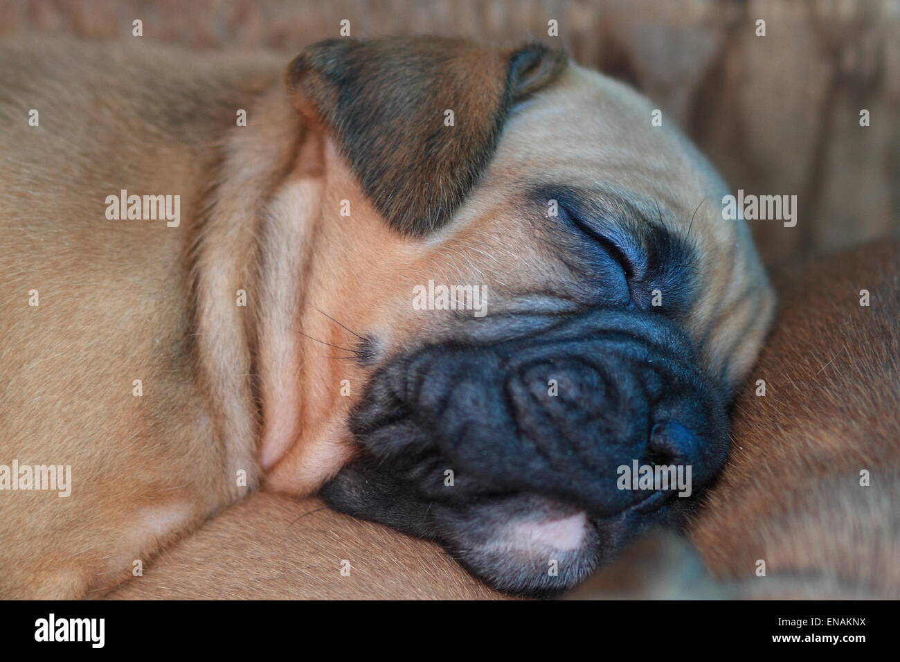 Puppy cute rest sleep hi-res stock photography and images - Alamy