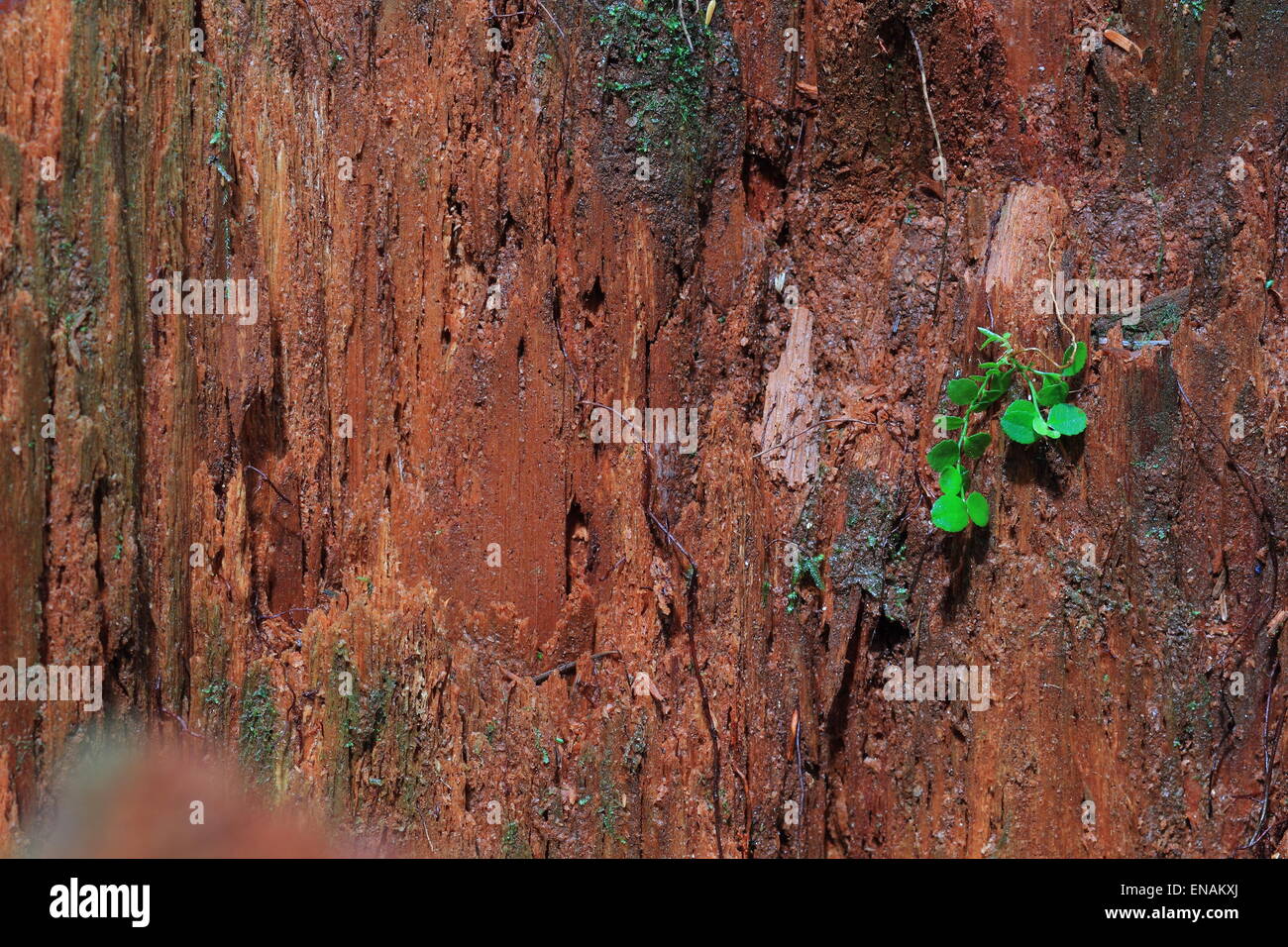 Rotting Tree Stump Stock Photo - Alamy