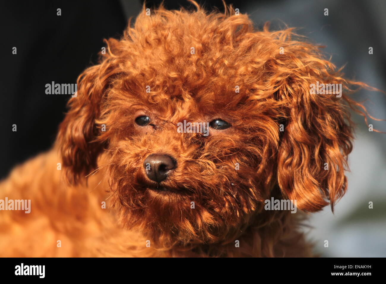 Goofy dog hi-res stock photography and images - Alamy
