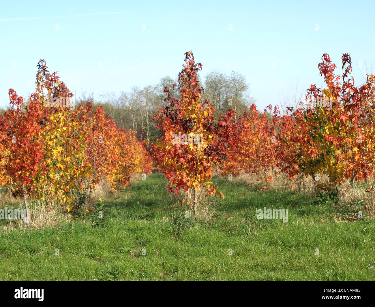 Yellow trees on autumn hi-res stock photography and images - Alamy