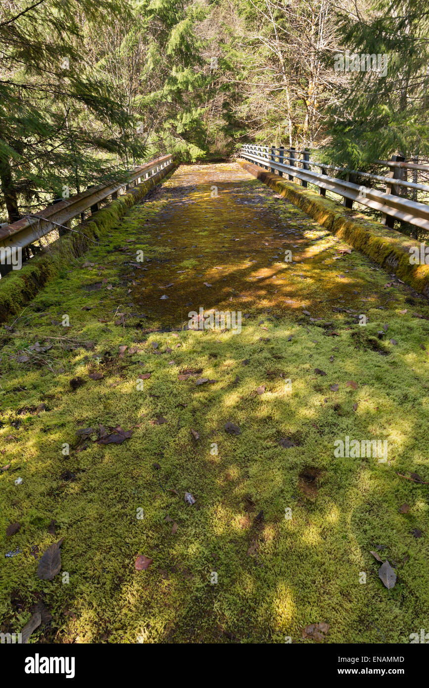Forest reclaiming bridge, Willamette National Forest, Oregon Stock ...