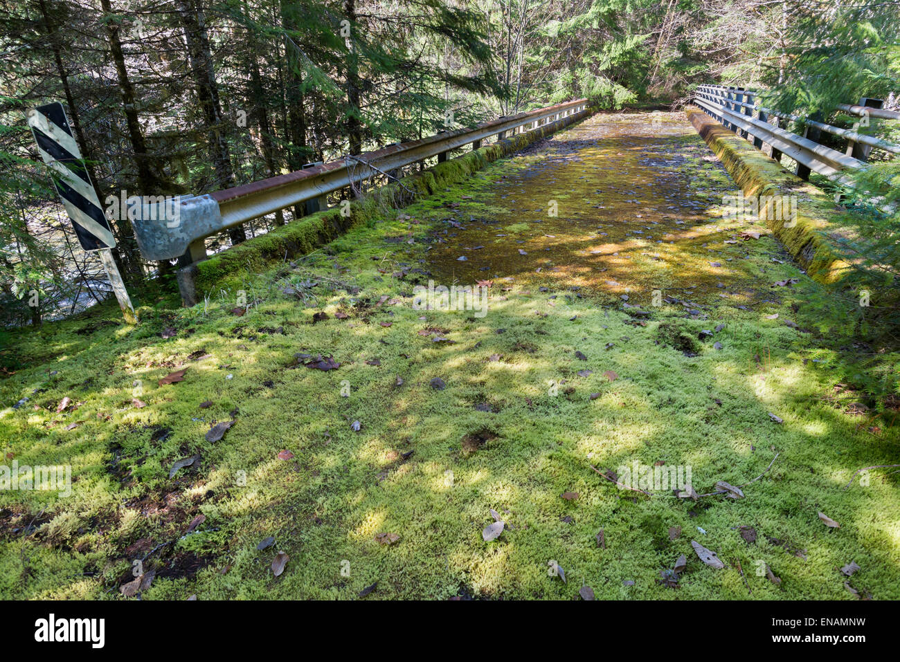 Forest reclaiming bridge, Willamette National Forest, Oregon Stock ...