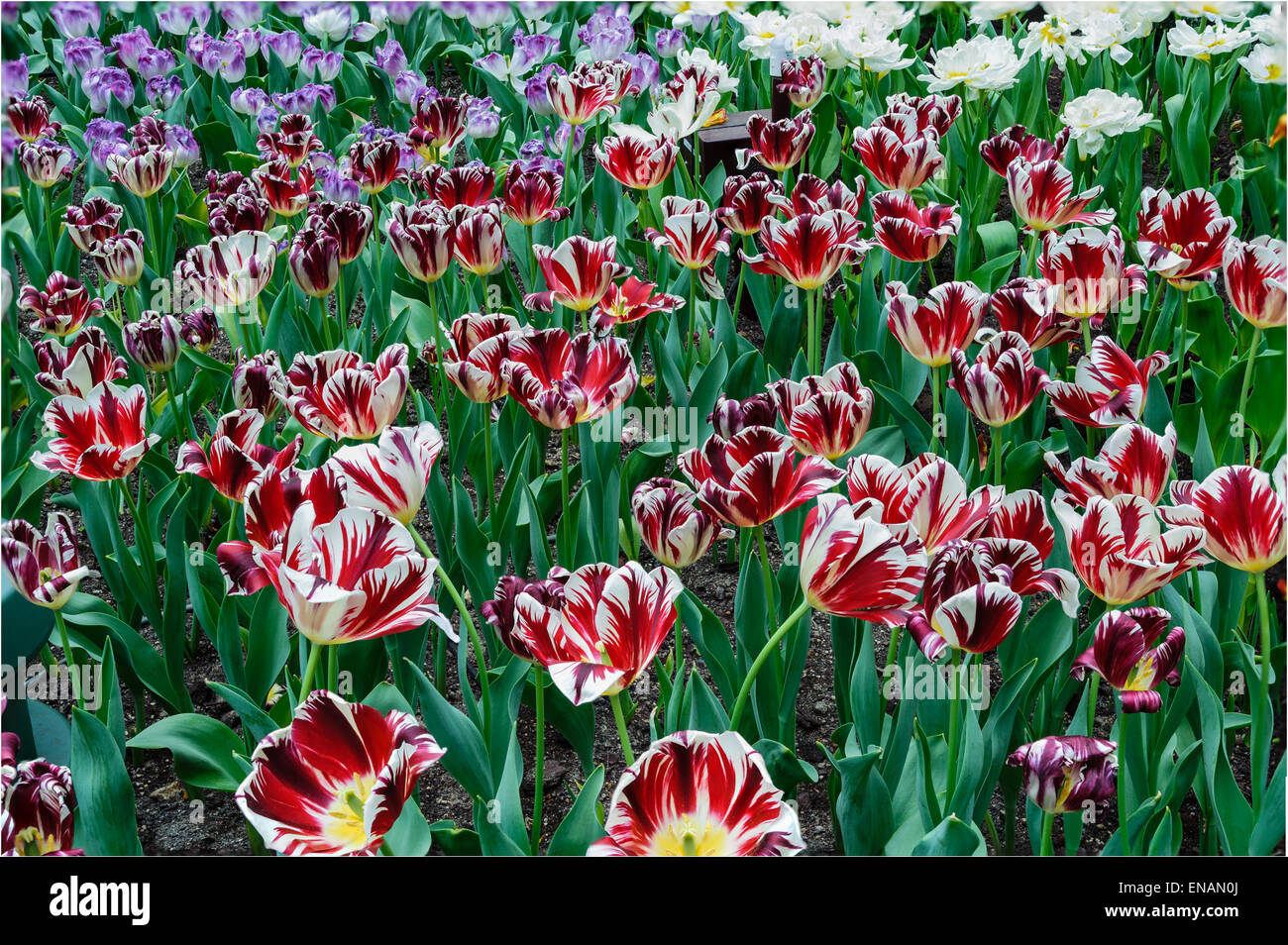 Field of multi-colored tulips all in focus Stock Photo - Alamy