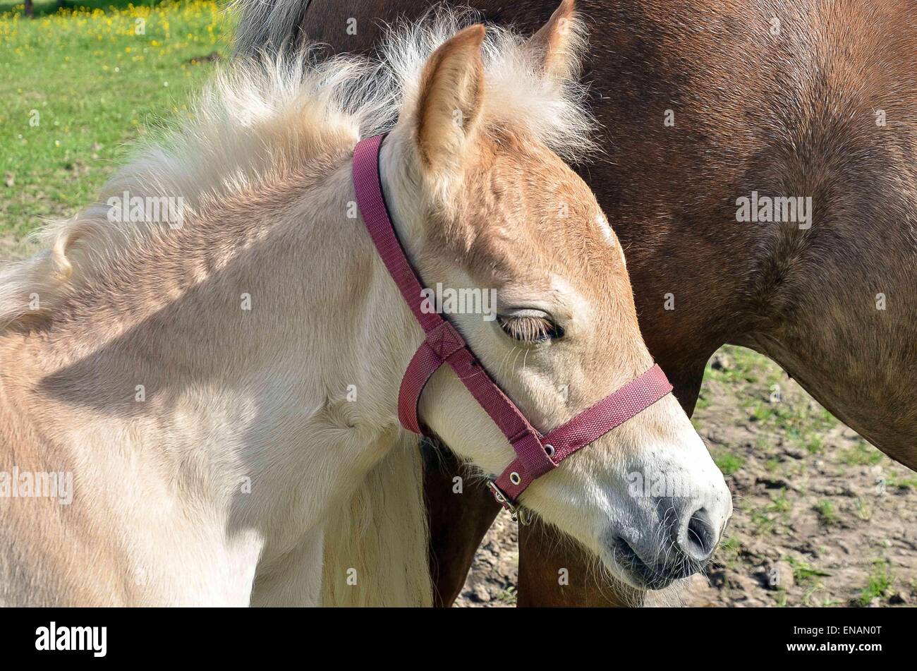 Relationship between mare and foal are extremely important for bonding ...