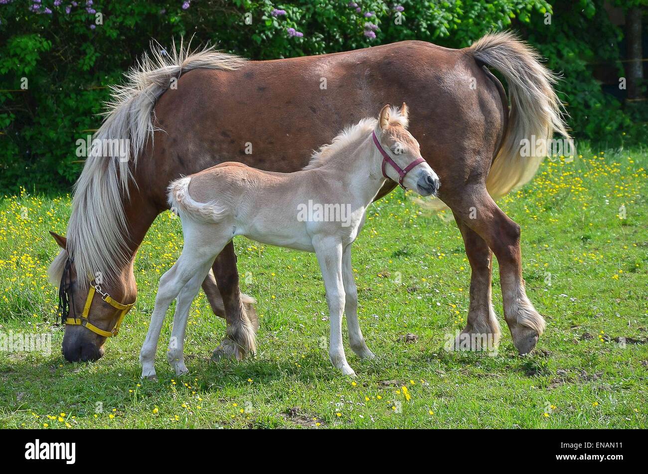 Relationship between mare and foal are extremely important for bonding ...