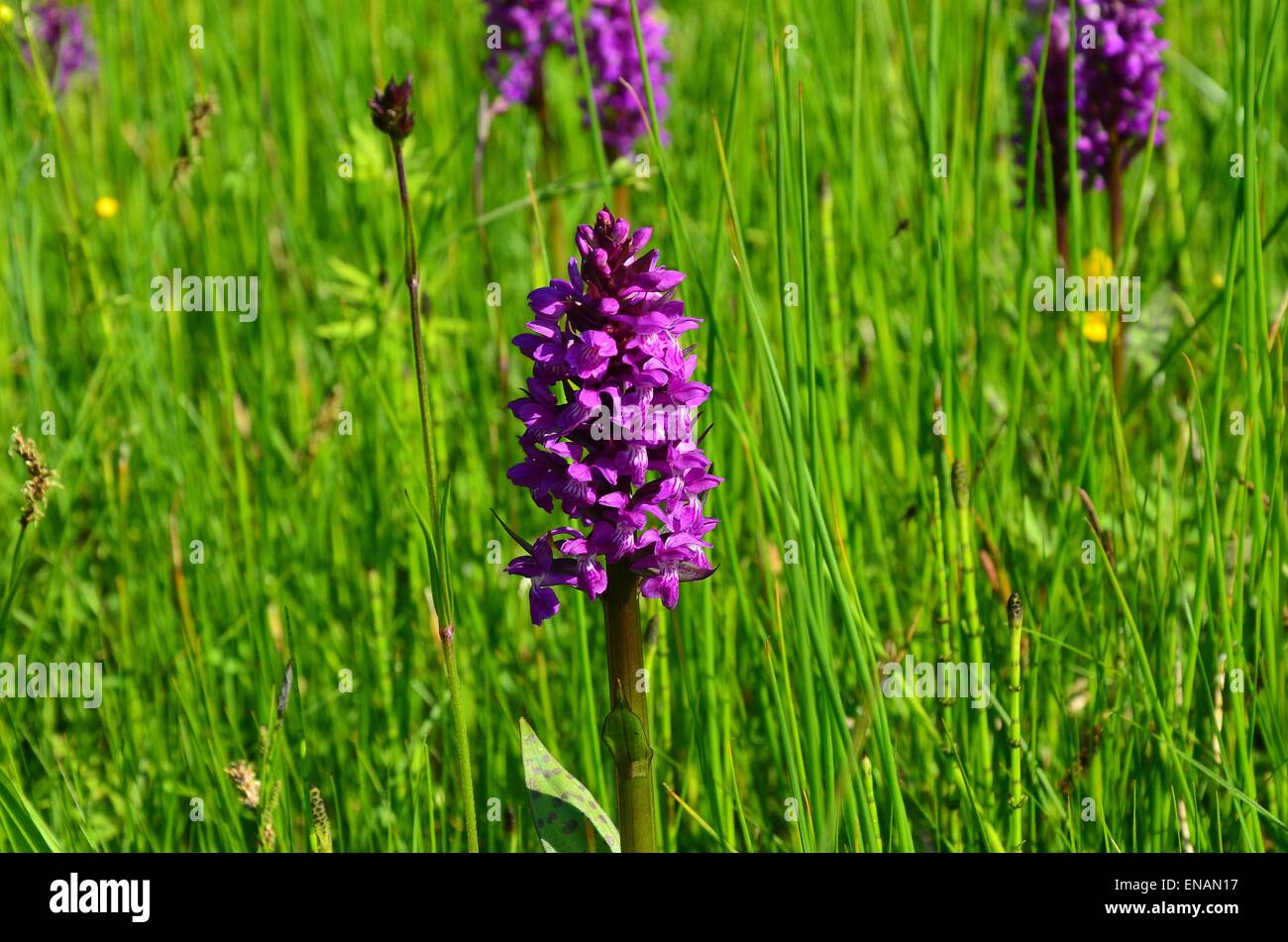 Endangered species nature springtime wildflower bog moor swamp ...