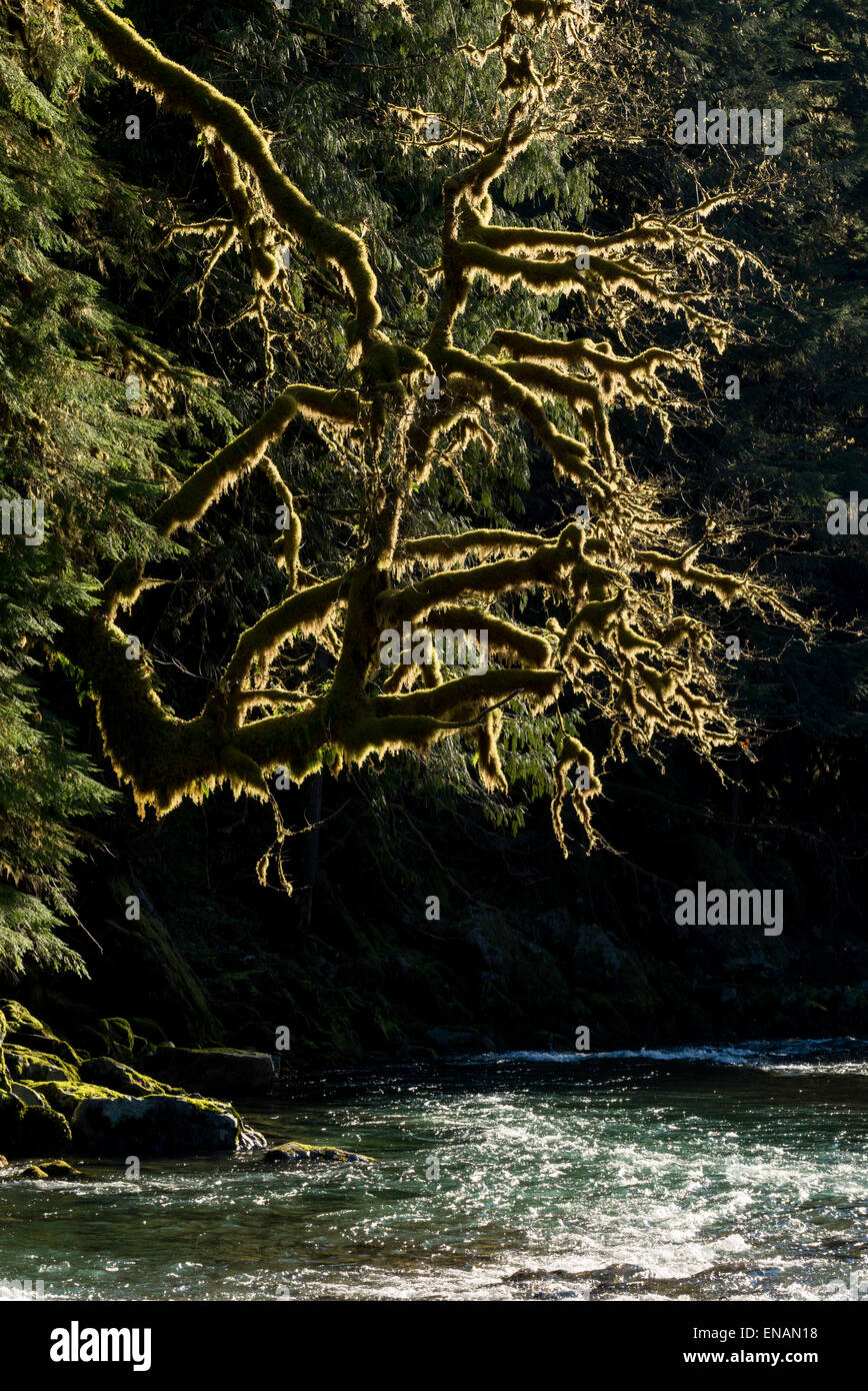 Bigleaf maple tree hi-res stock photography and images - Alamy