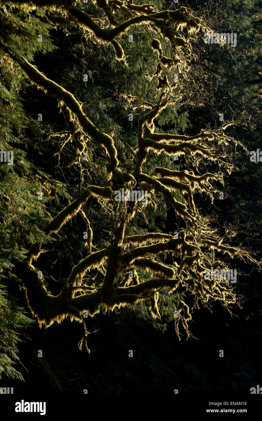 Moss draped Bigleaf maple tree, Middle Santiam Wilderness, Oregon Stock ...