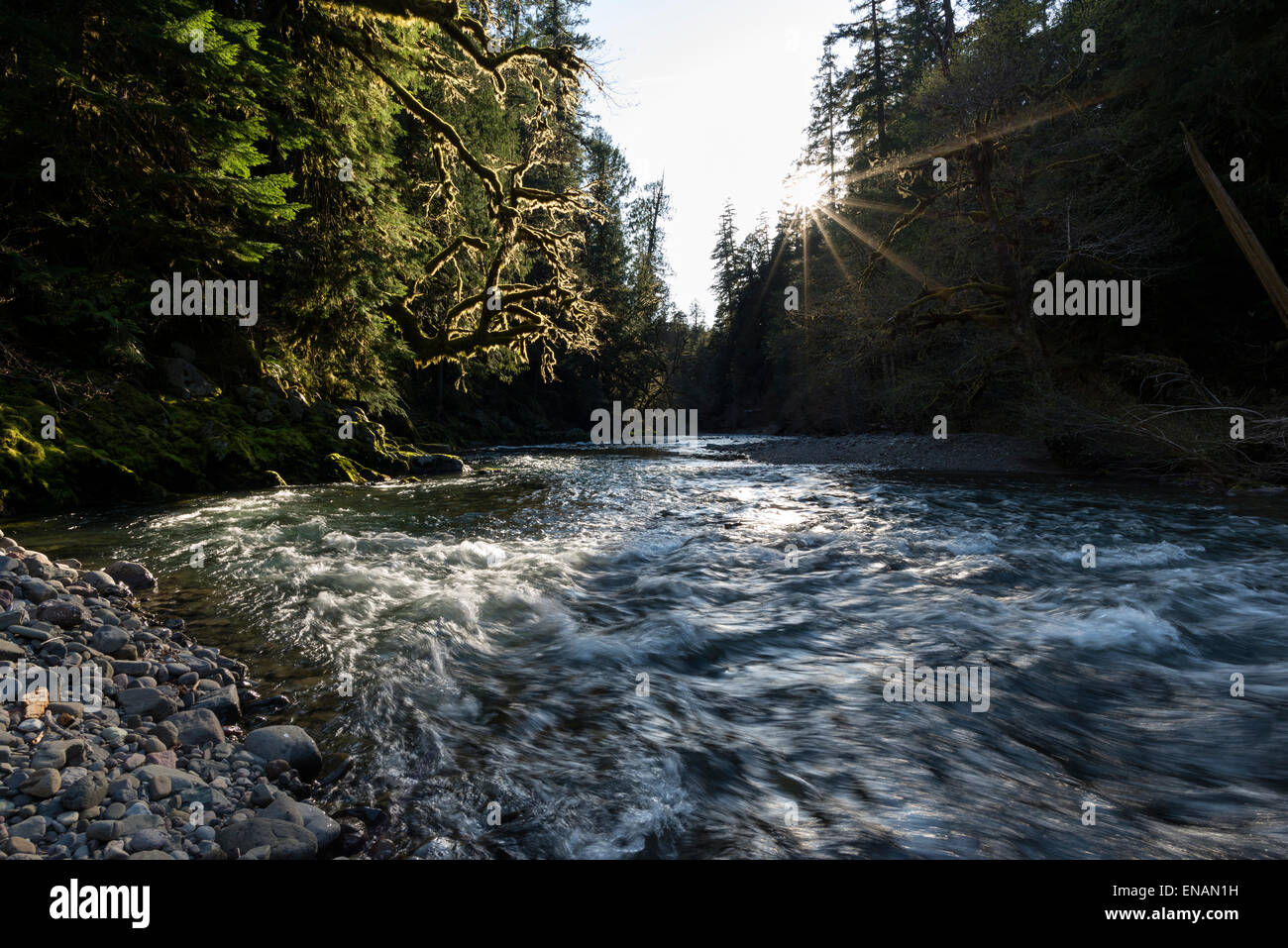 Bigleaf maple tree hi-res stock photography and images - Alamy