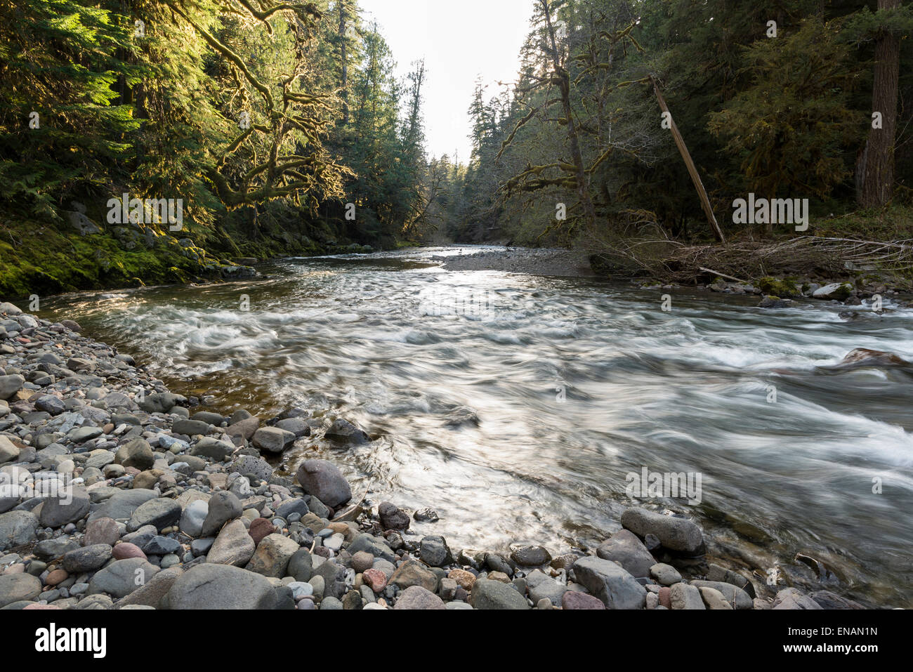 Middle santiam wilderness hi-res stock photography and images - Alamy