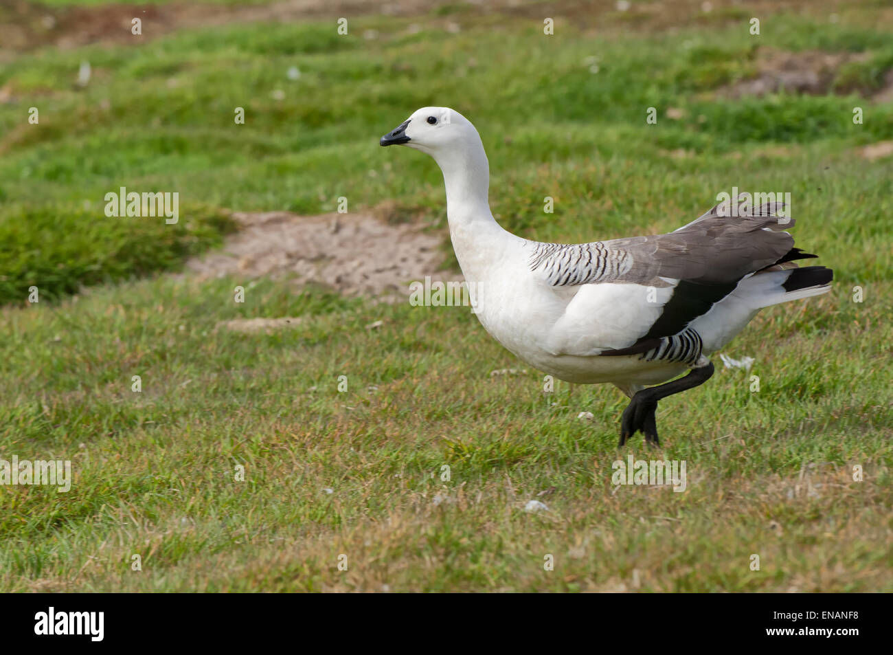 Male Upland or Magellan Goose (Chloephaga picta) running, New Island ...