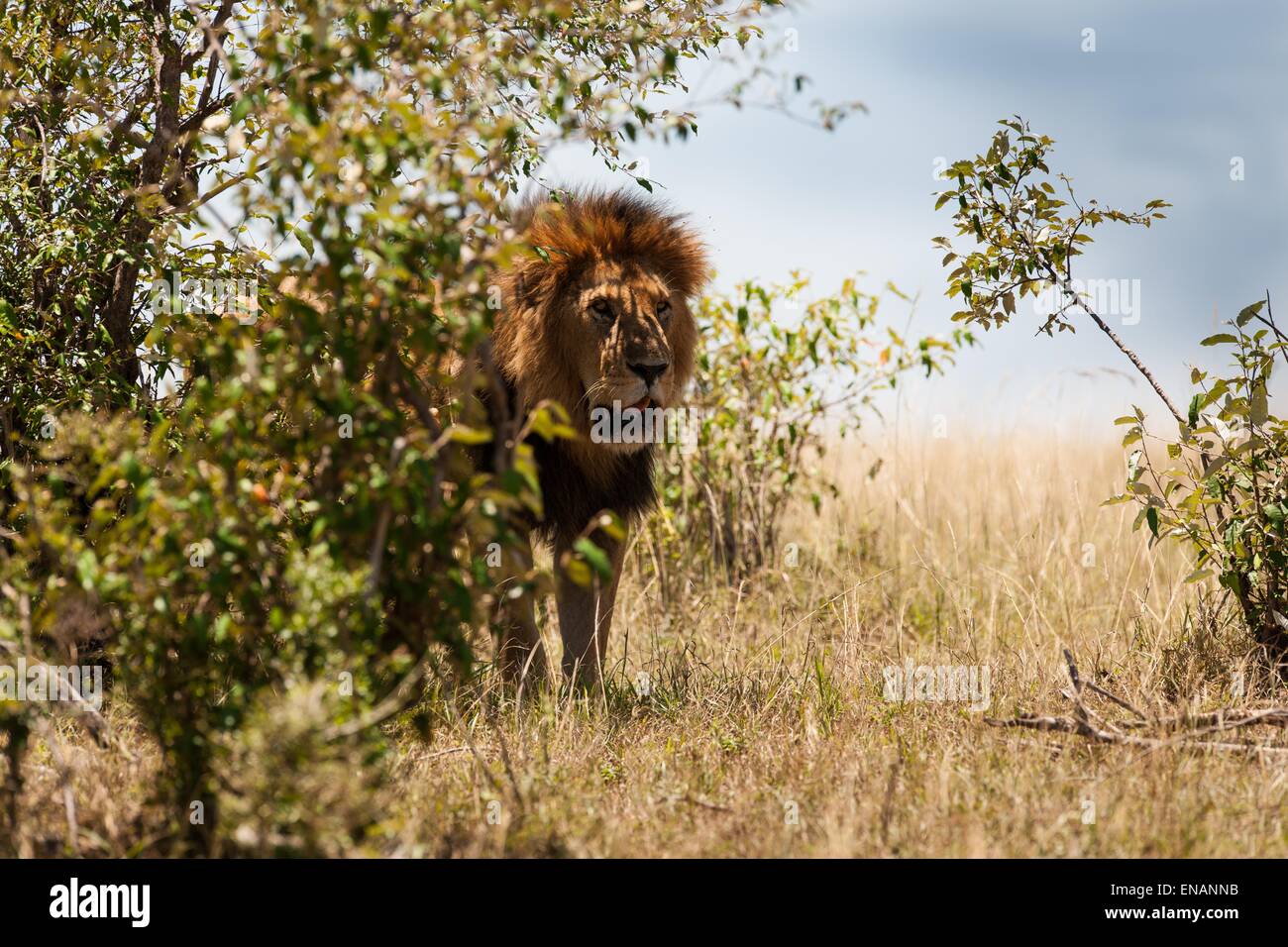 lion in the savanna of Africa Stock Photo - Alamy