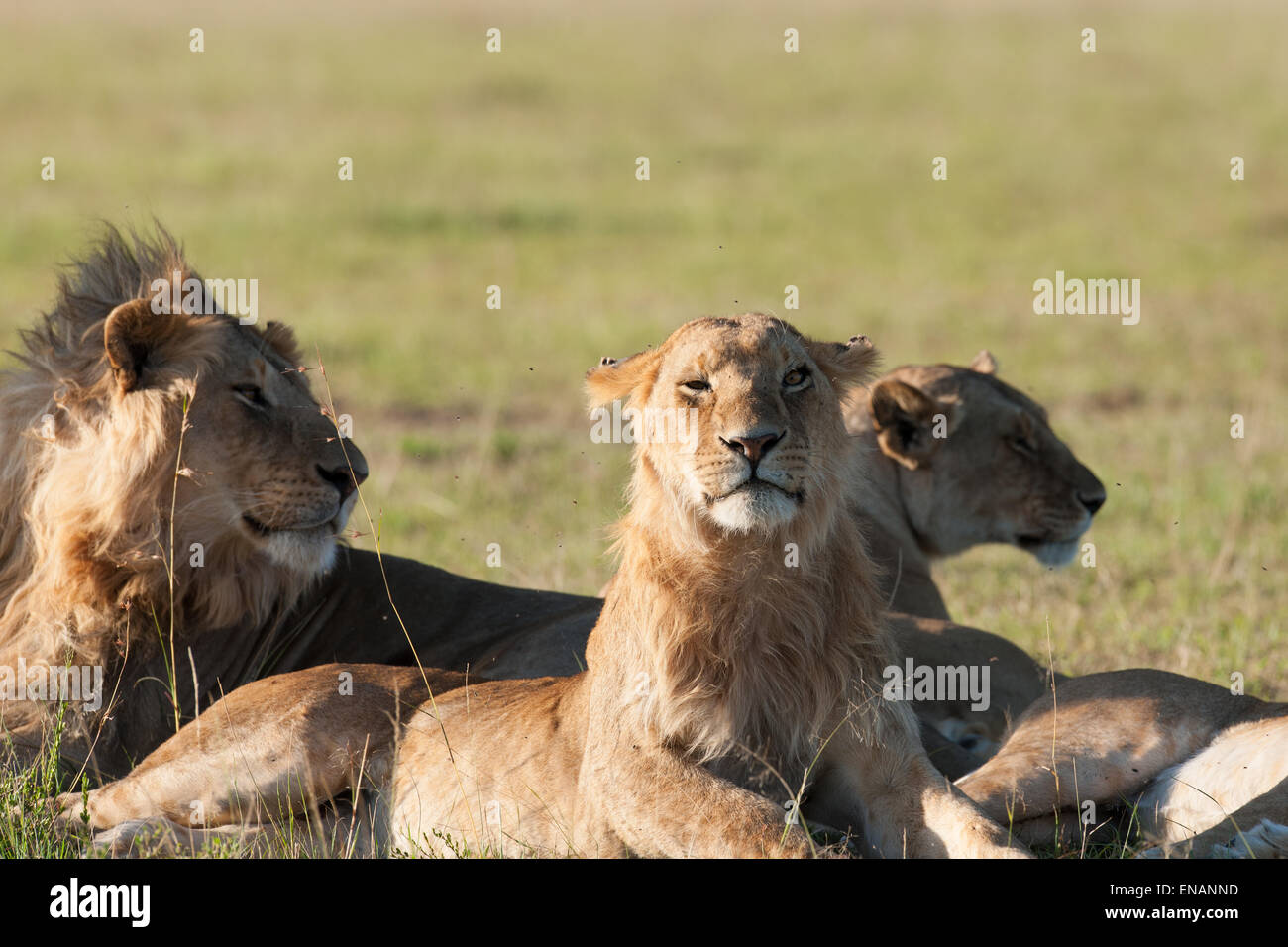 Lion in the savanna of Africa Stock Photo - Alamy