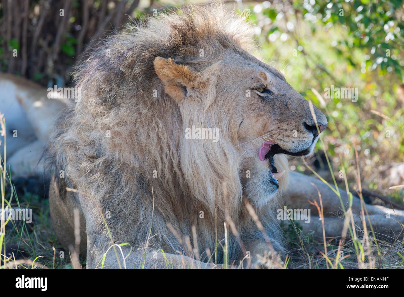 lion in the savanna of Africa Stock Photo - Alamy