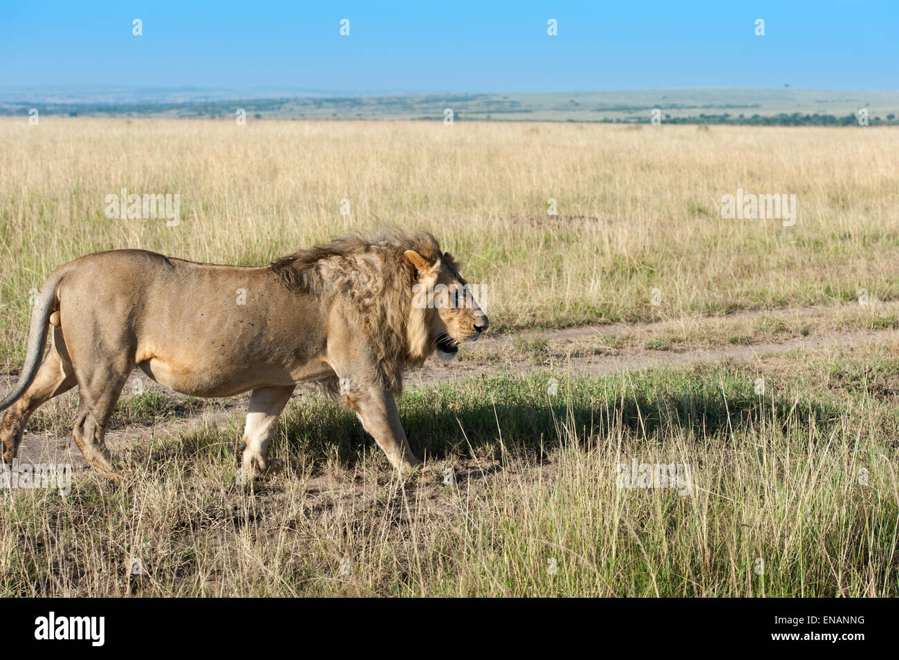 Lion in the savanna of Africa Stock Photo - Alamy