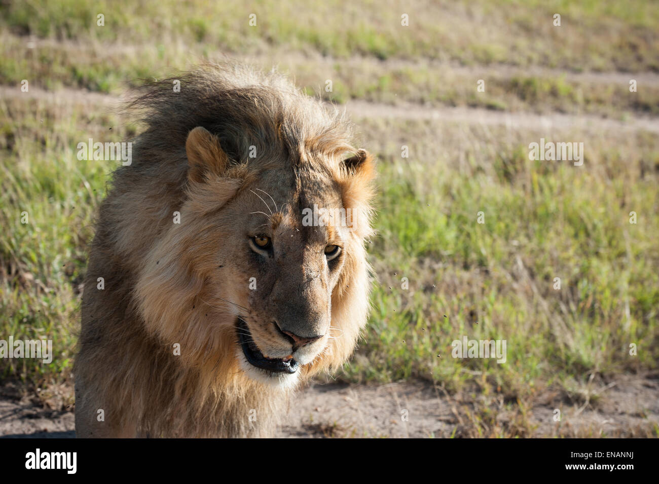 Lion in the savanna of Africa Stock Photo - Alamy